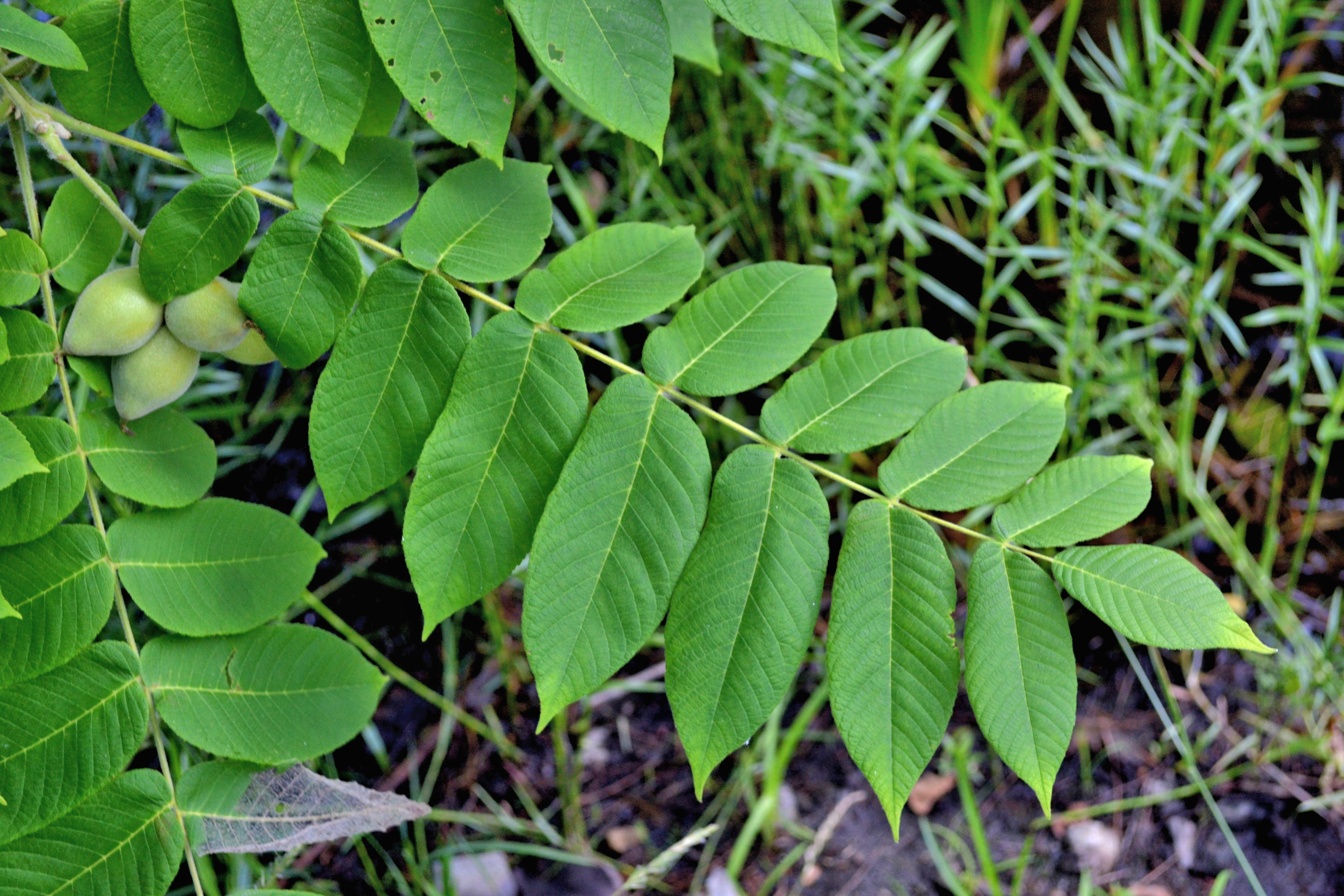 ButternutJuglans cinerea - New England Trees