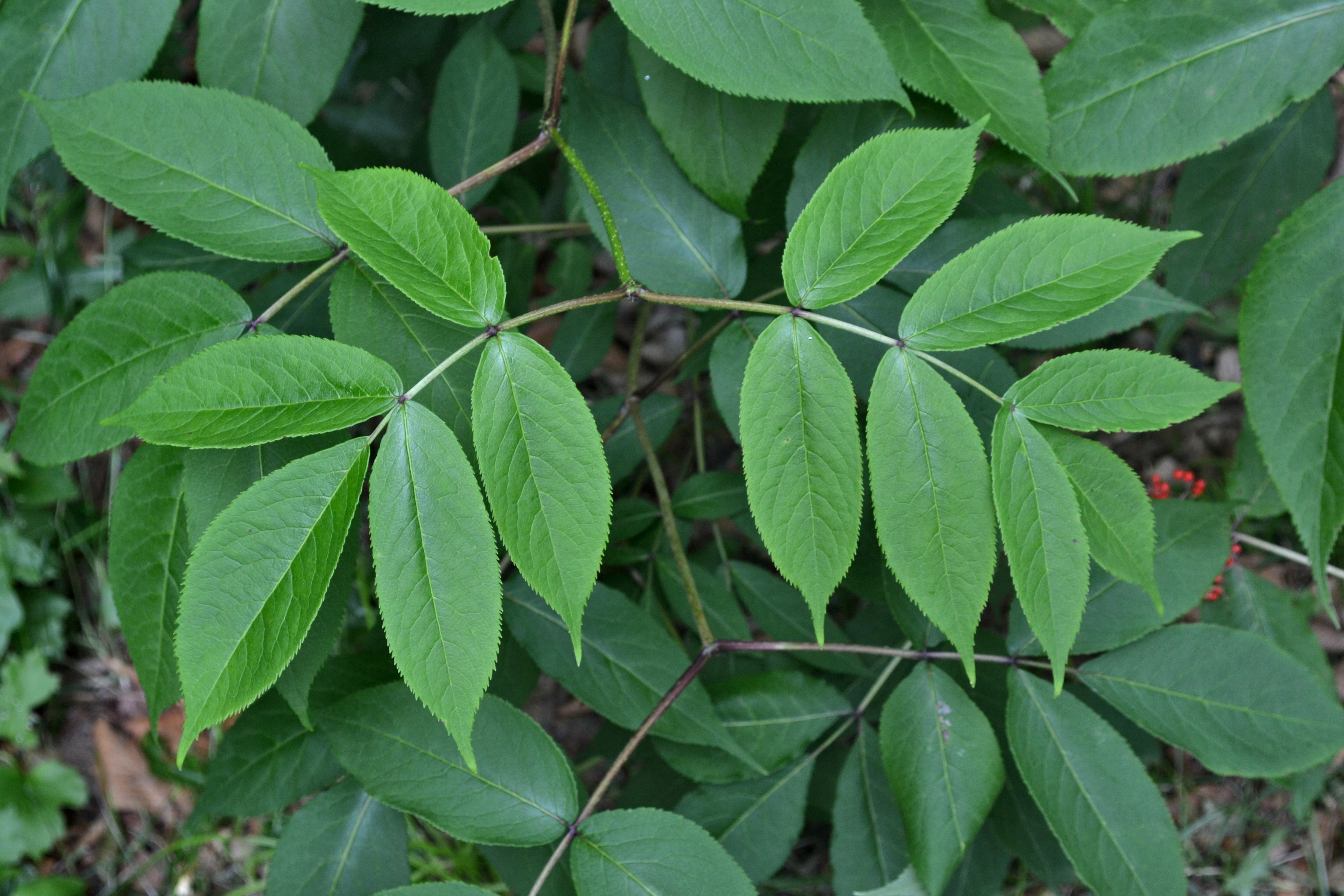 Hardwoods - Opposite, Compound Leaves - New England Trees