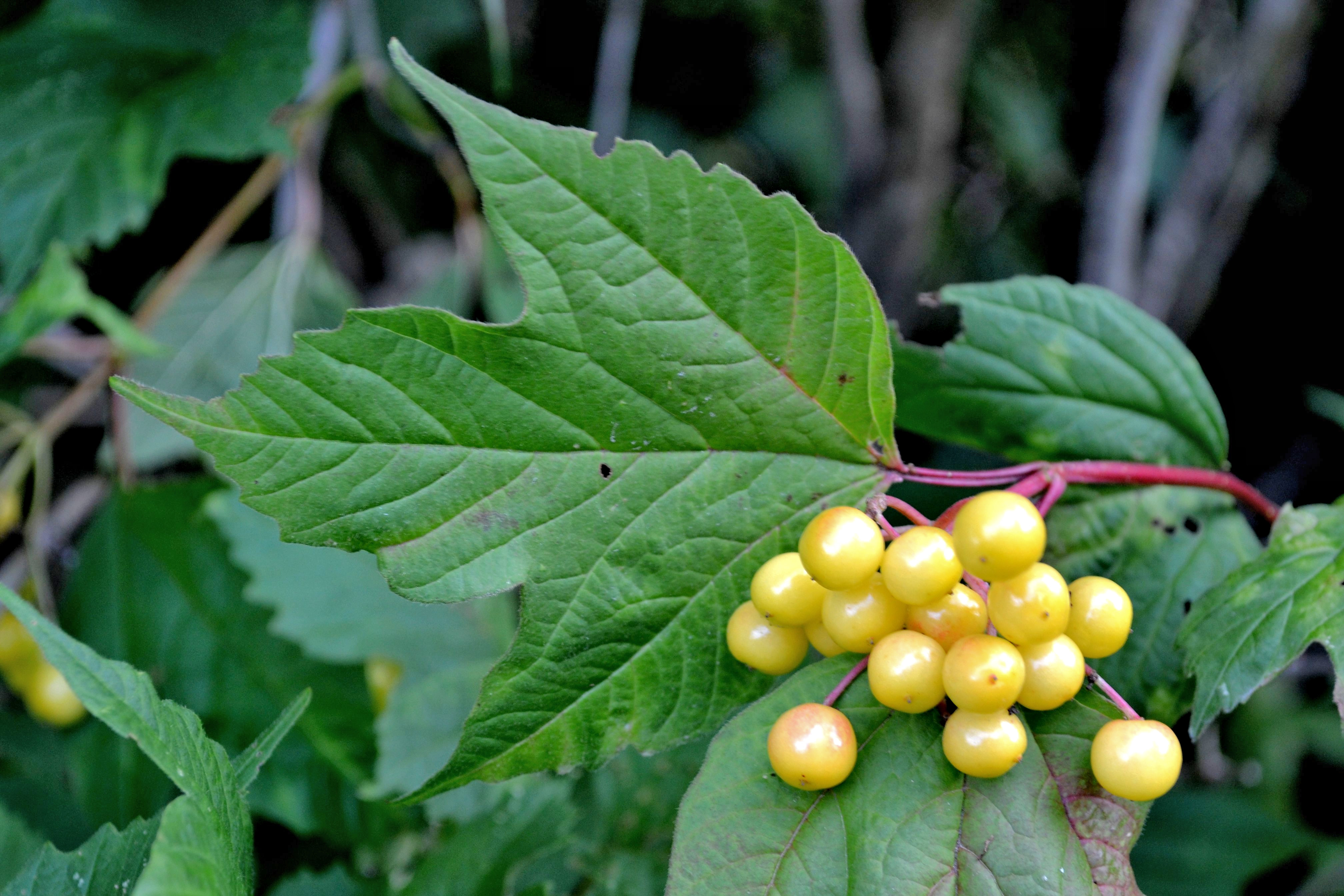 Highbush CranberryViburnum opulus ssp. trilobum - New England Trees