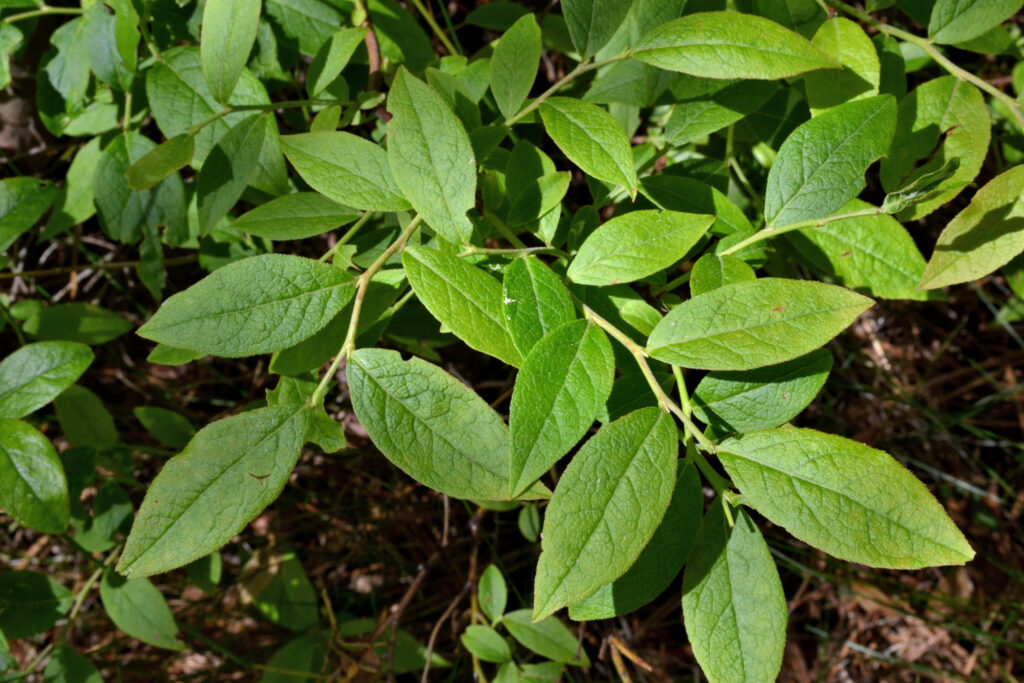 Common Lowbush BlueberryVaccinium angustifolium - New England Trees